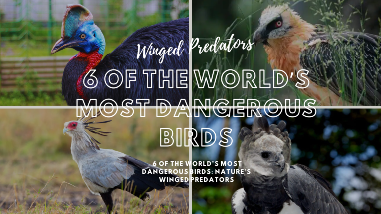 6 of the World’s Most Dangerous Birds: Nature's Winged Predators ...
